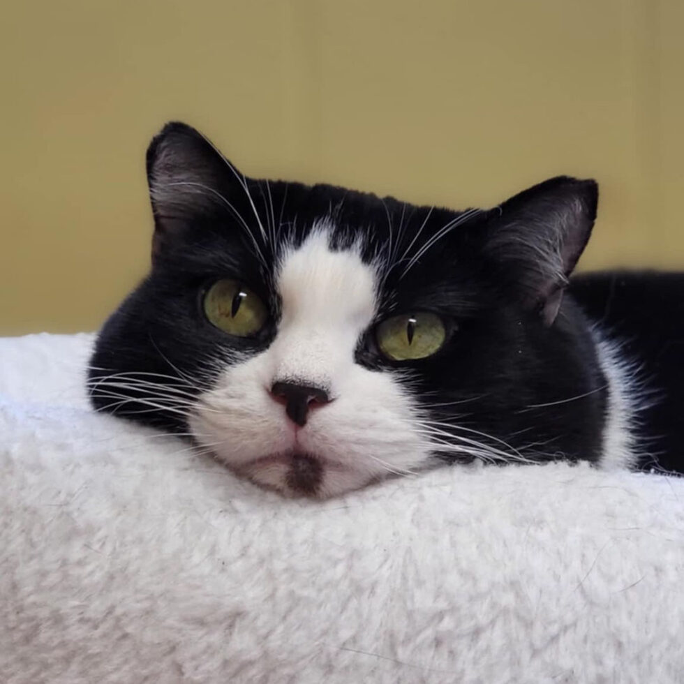 Clifton Park Veterinary Clinic | Best Animal Hospital in Clifton Park, NY